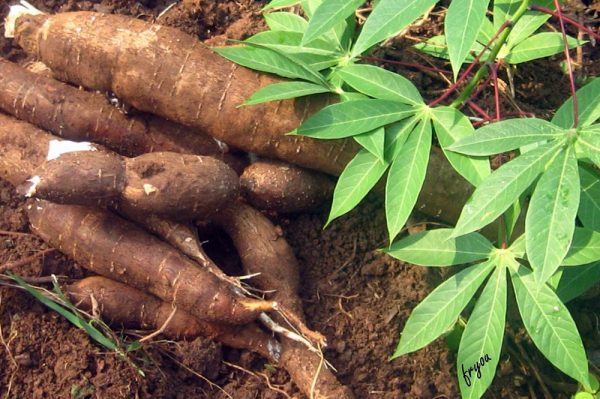 Congo-Pdac : cinq coopératives produisent 25 hectares de manioc à ...