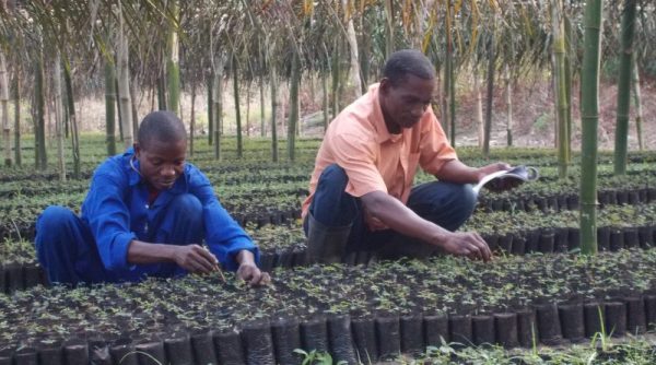 Congo-reboisement : plus de 3000 espèces d’arbres plantés à Ngamakosso ...